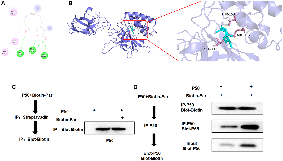 Parthenolide targets NF-κB (P50) to inhibit HIF-1α-mediated metabolic ...