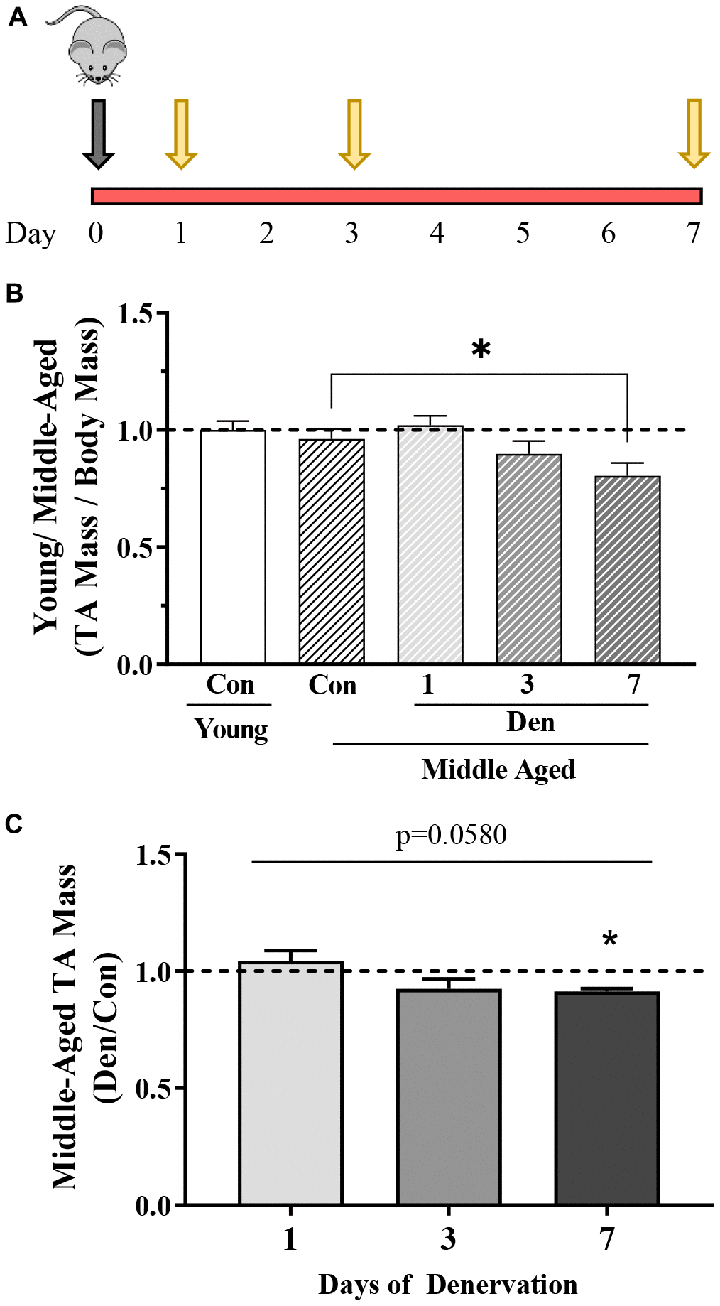 Denervation induces mitochondrial decline and exacerbates lysosome ...