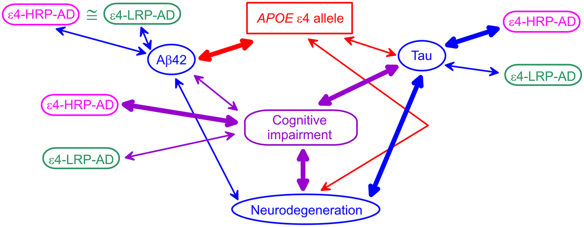 Associations of the APOE ε2 and ε4 alleles and polygenic profiles ...