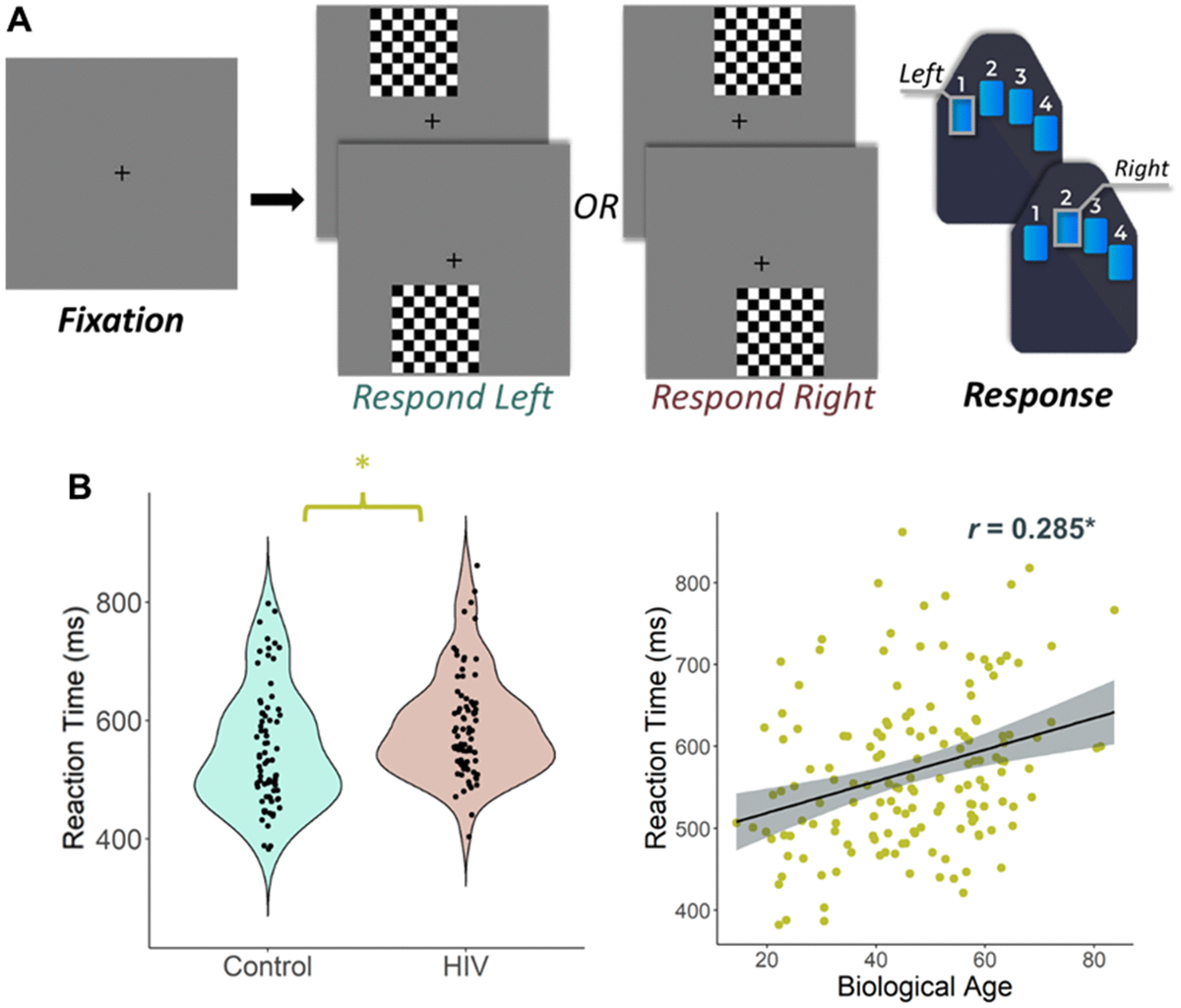 Epigenetic aging is associated with aberrant neural oscillatory ...