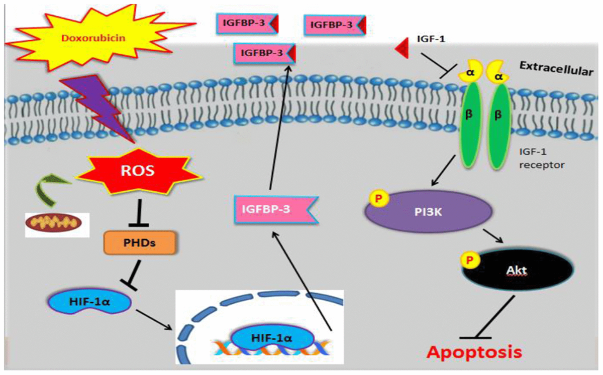 Doxorubicin induced ROS-dependent HIF1α activation mediates blockage of ...