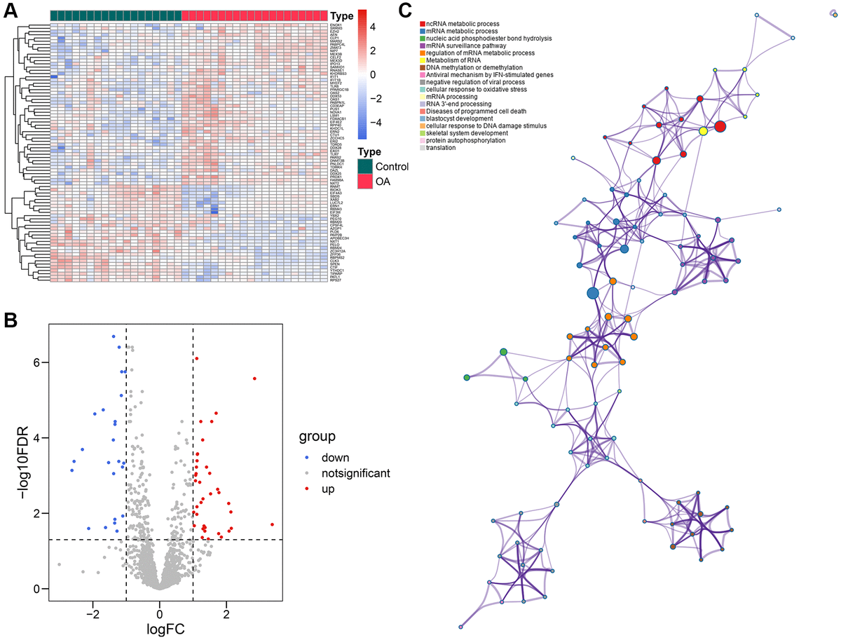 A two-gene random forest model to diagnose osteoarthritis based on RNA-binding protein-related ...