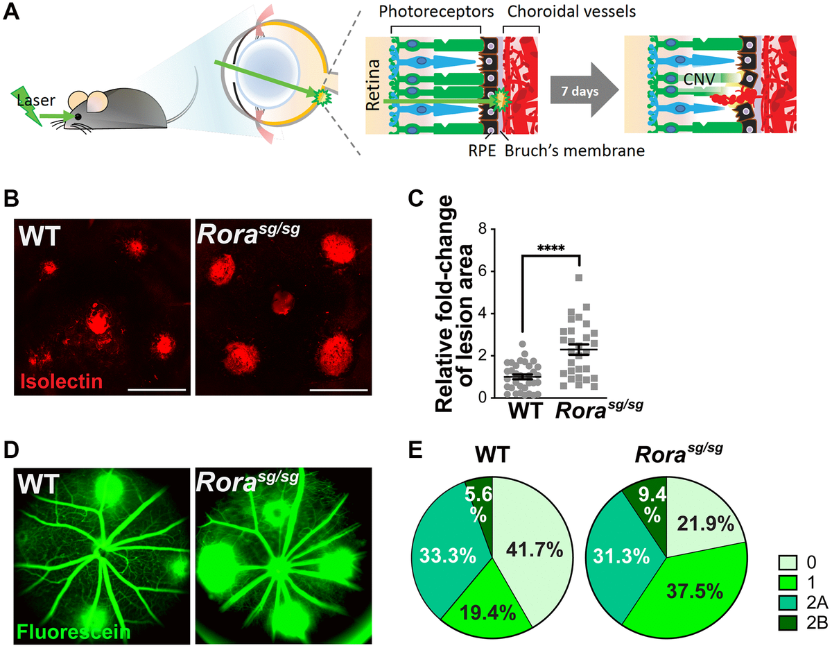 Genetic deficiency and pharmacological modulation of RORα regulate ...