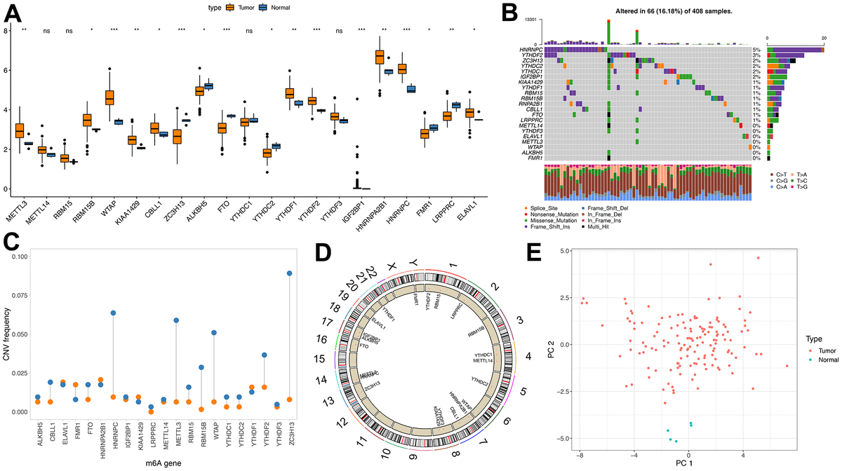 Integrating Machine Learning And Bioinformatics Analysis To M6a