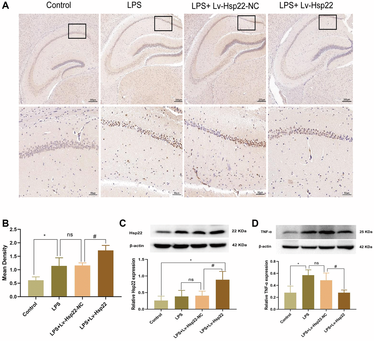 Hsp22 pretreatment protection against LPS-induced hippocampal injury by ...