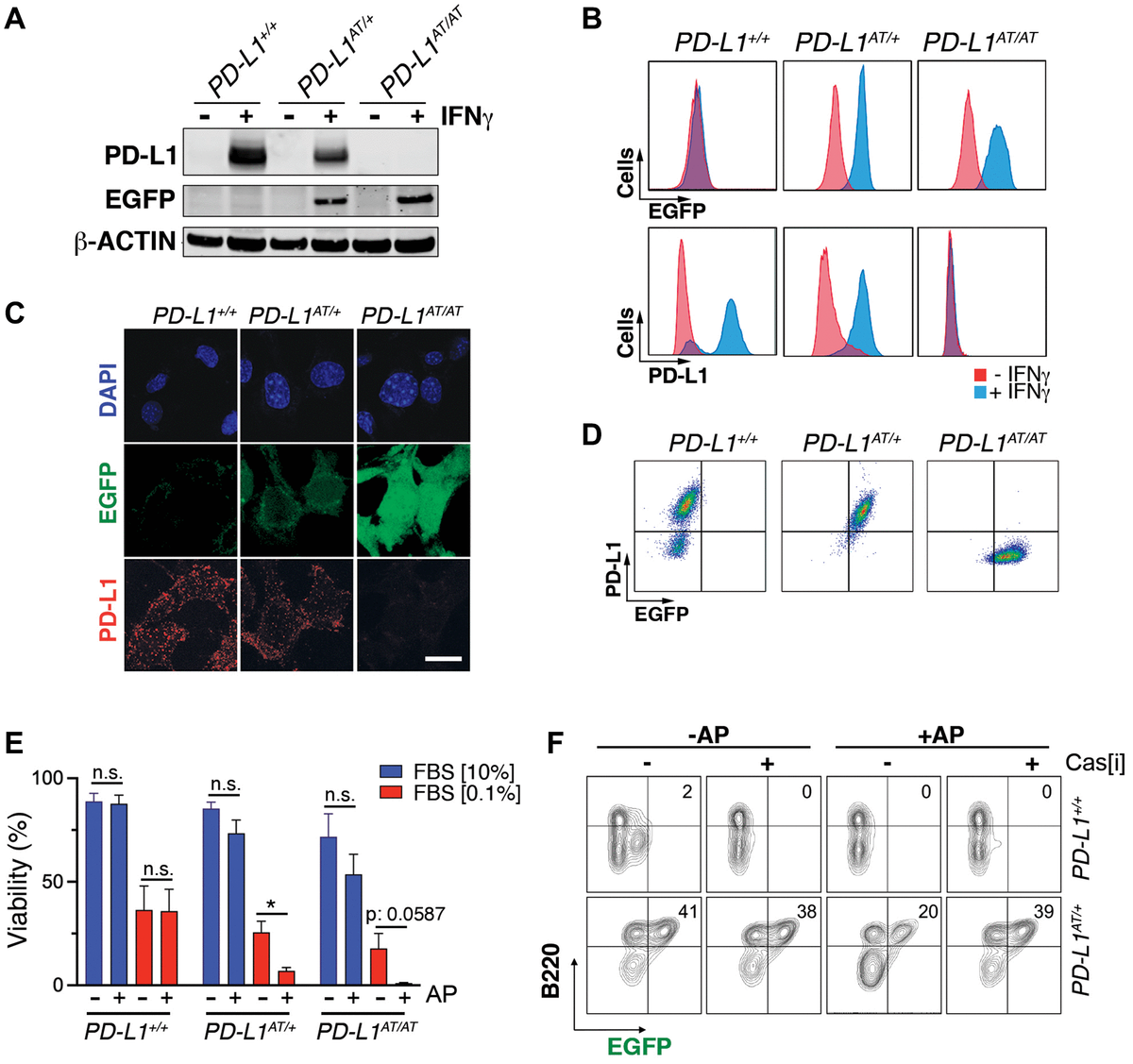 PD-L1ATTAC mice reveal the potential of depleting PD-L1 expressing cells in cancer therapy ...