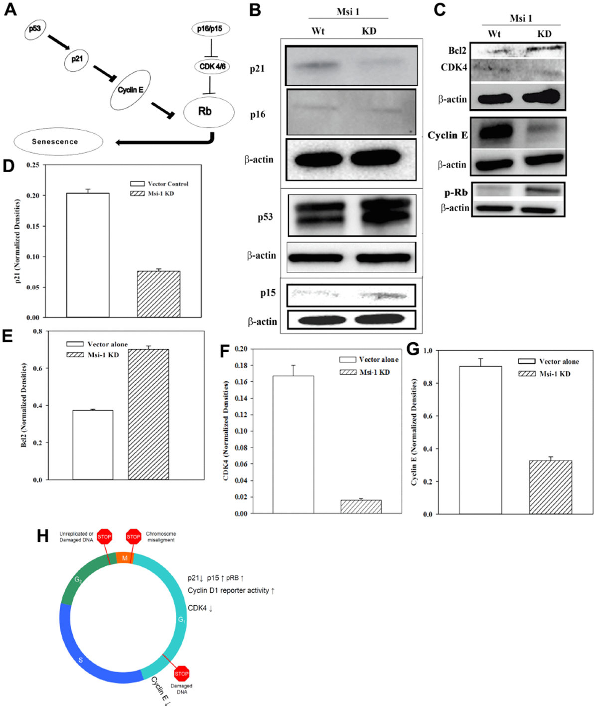 Increased expression of musashi 1 on breast cancer cells has ...