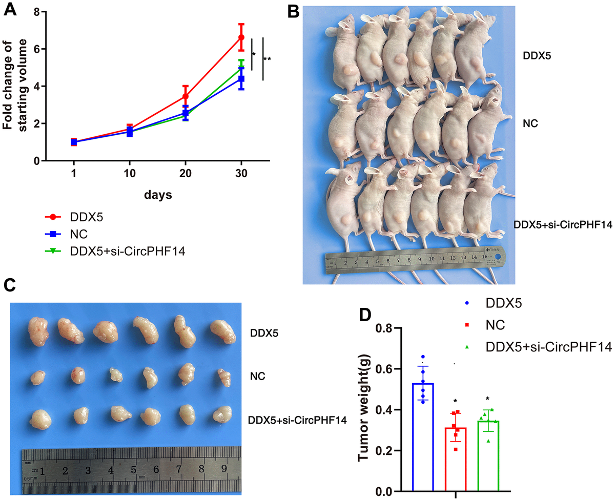 RNA helicase DDX5-induced circPHF14 promotes gastric cancer cell ...