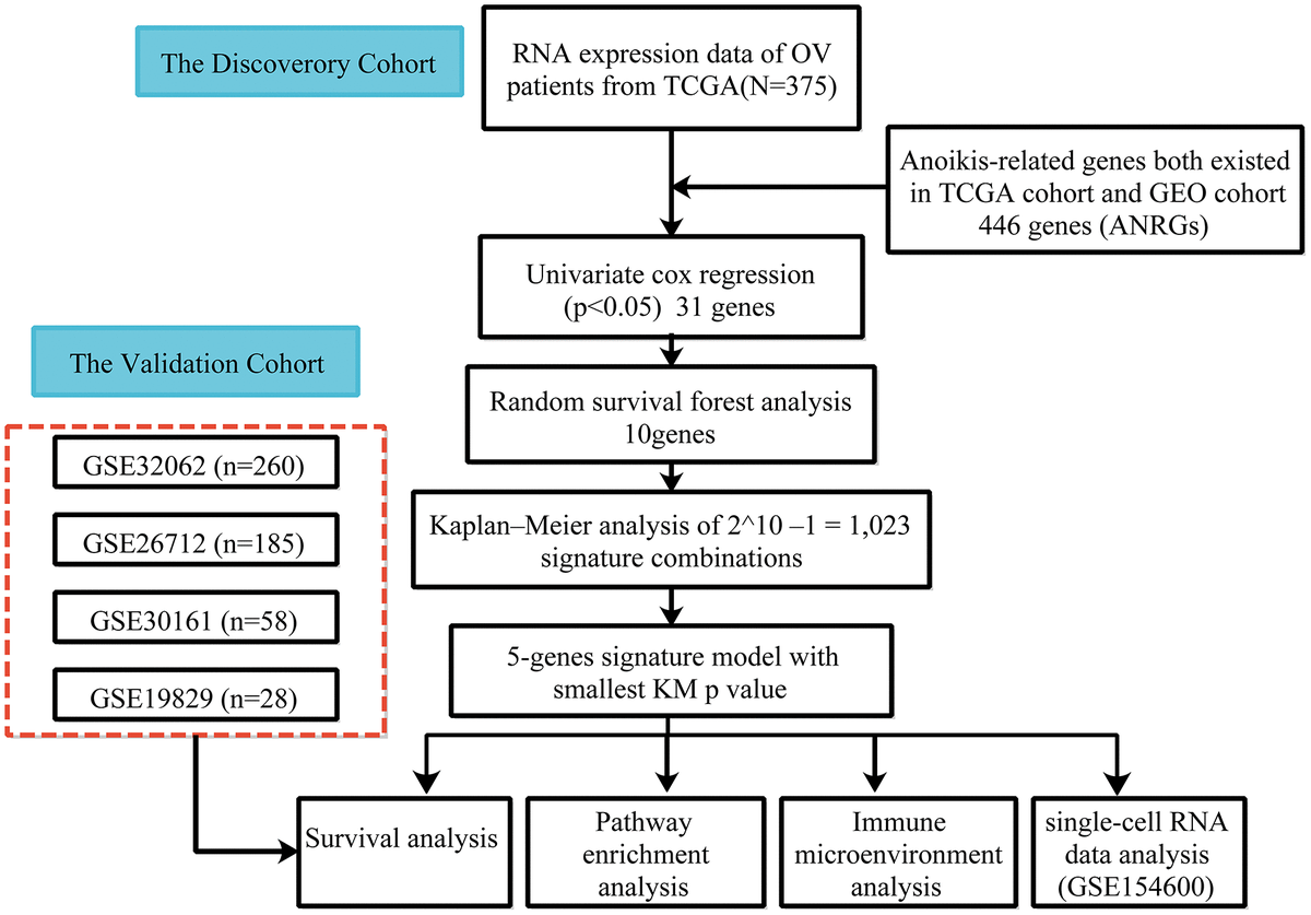 Development and validation of a novel anoikis-related gene signature ...