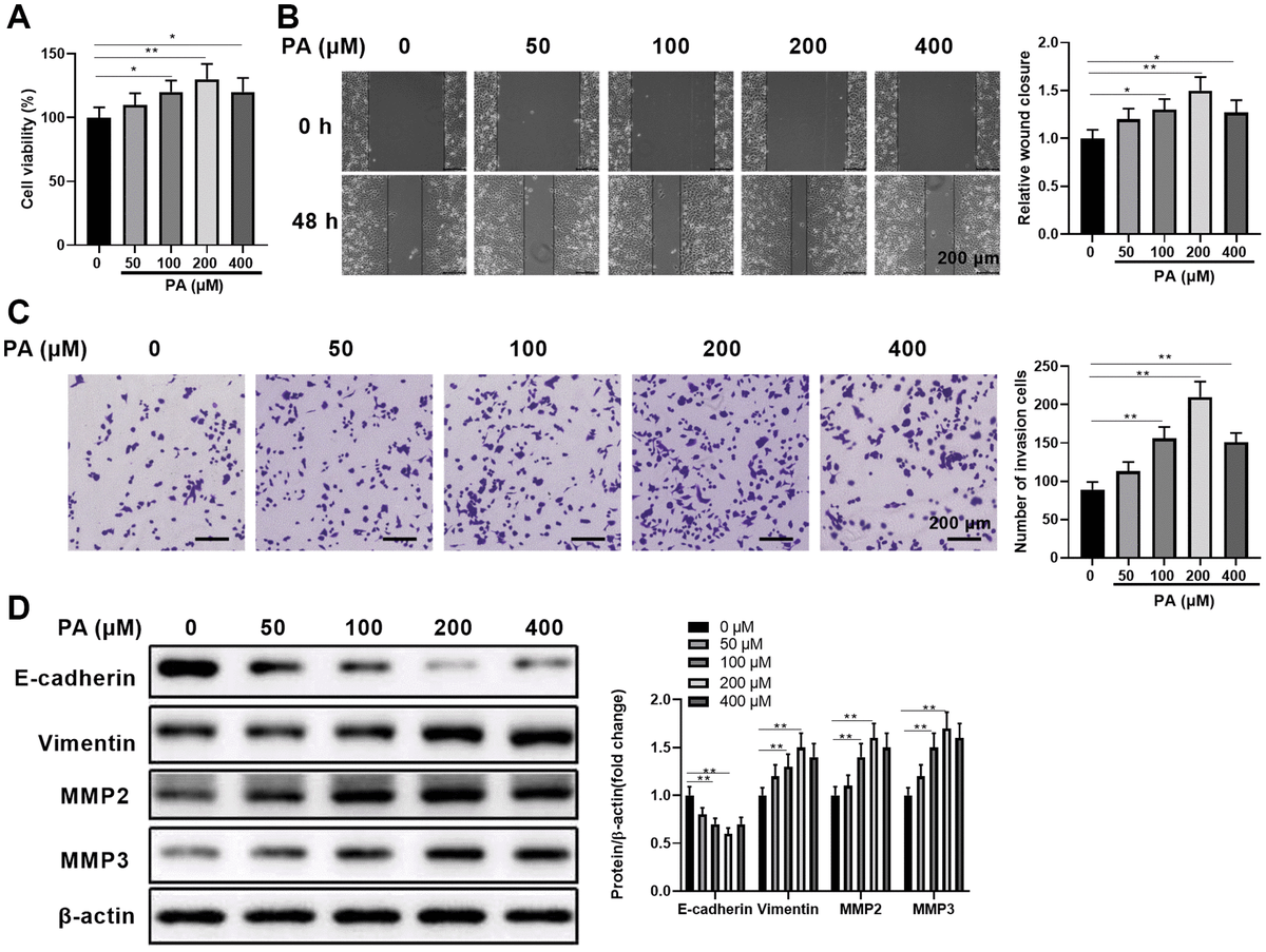 Palmitic acid promotes human retinal pigment epithelial cells migration ...