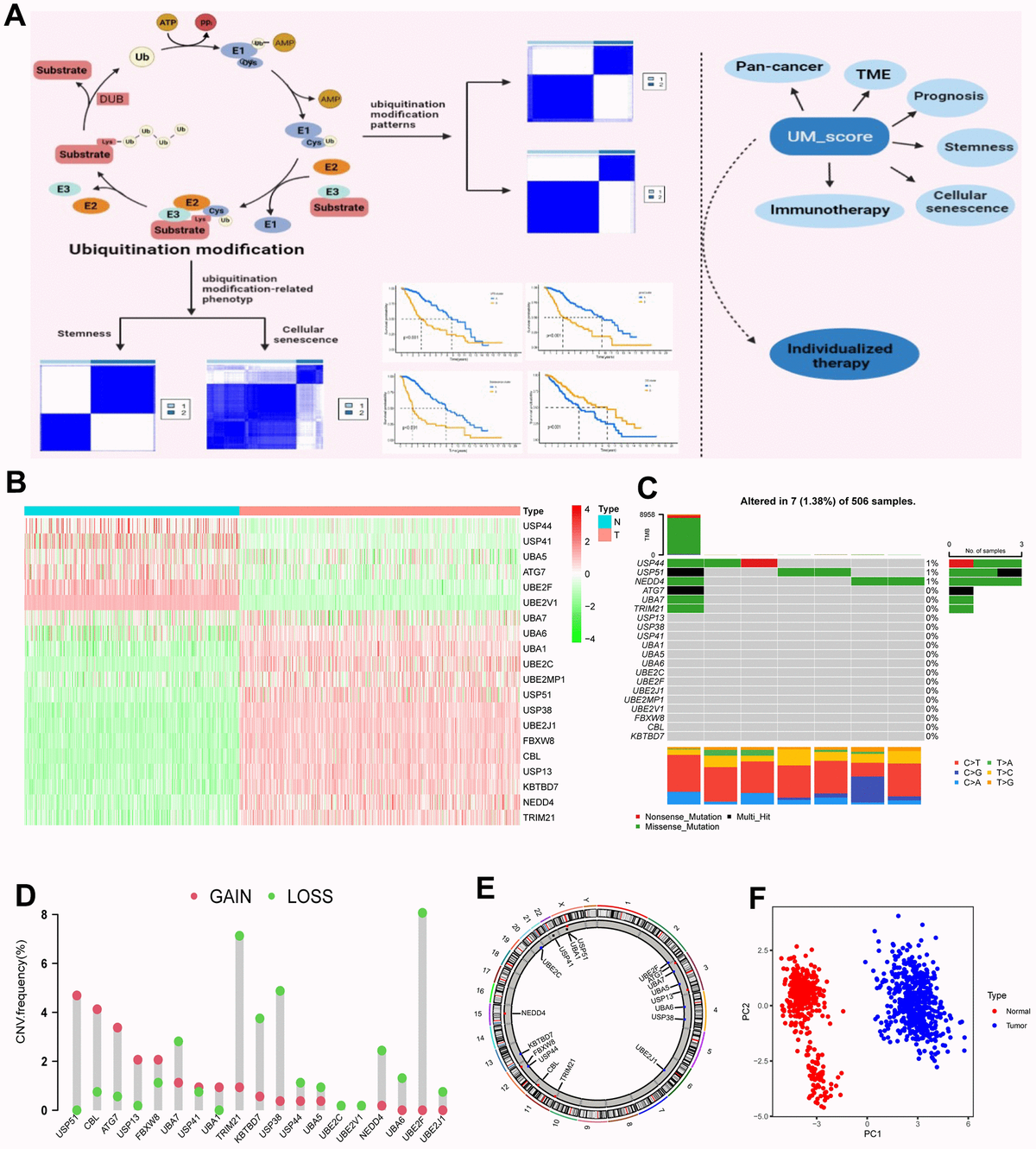 Ubiquitin-proteasome system-mediated ubiquitination modification ...