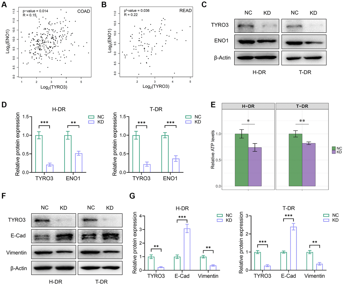 TYRO3 promotes tumorigenesis and drug resistance in colorectal cancer ...