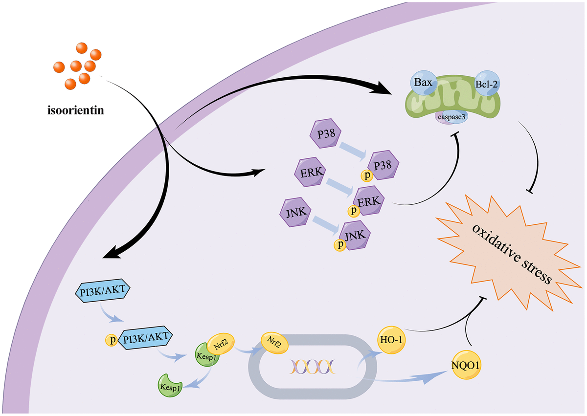 Isoorientin ameliorates H2O2-induced apoptosis and oxidative stress in ...