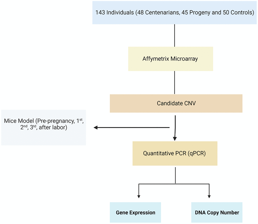 Copy number variation as a tool for implementing pregnancy as an aging ... Copy number variation as a tool for implementing pregnancy as an aging ...