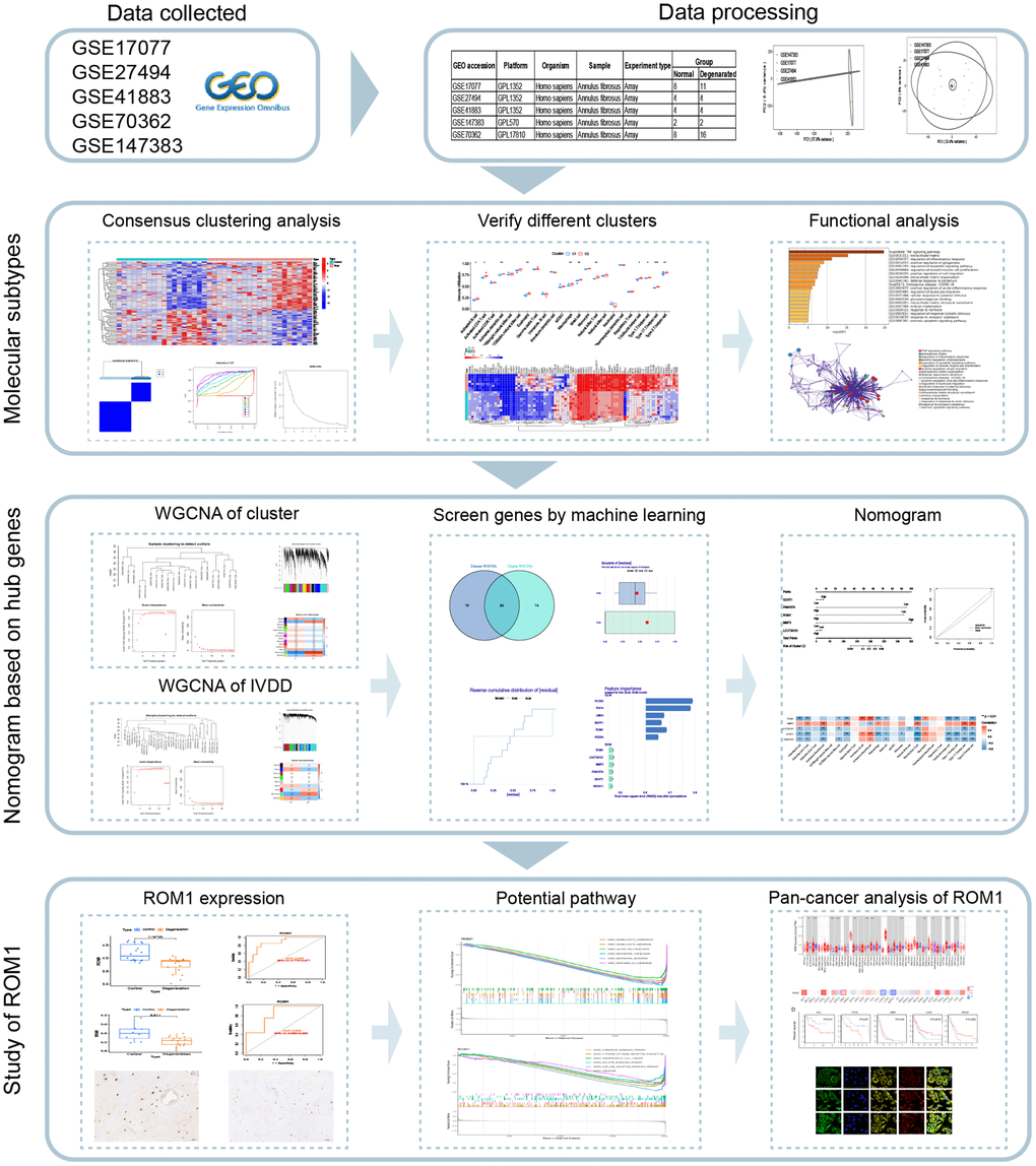 Comprehensive analysis of gene expression profiles of annulus fibrosus ...