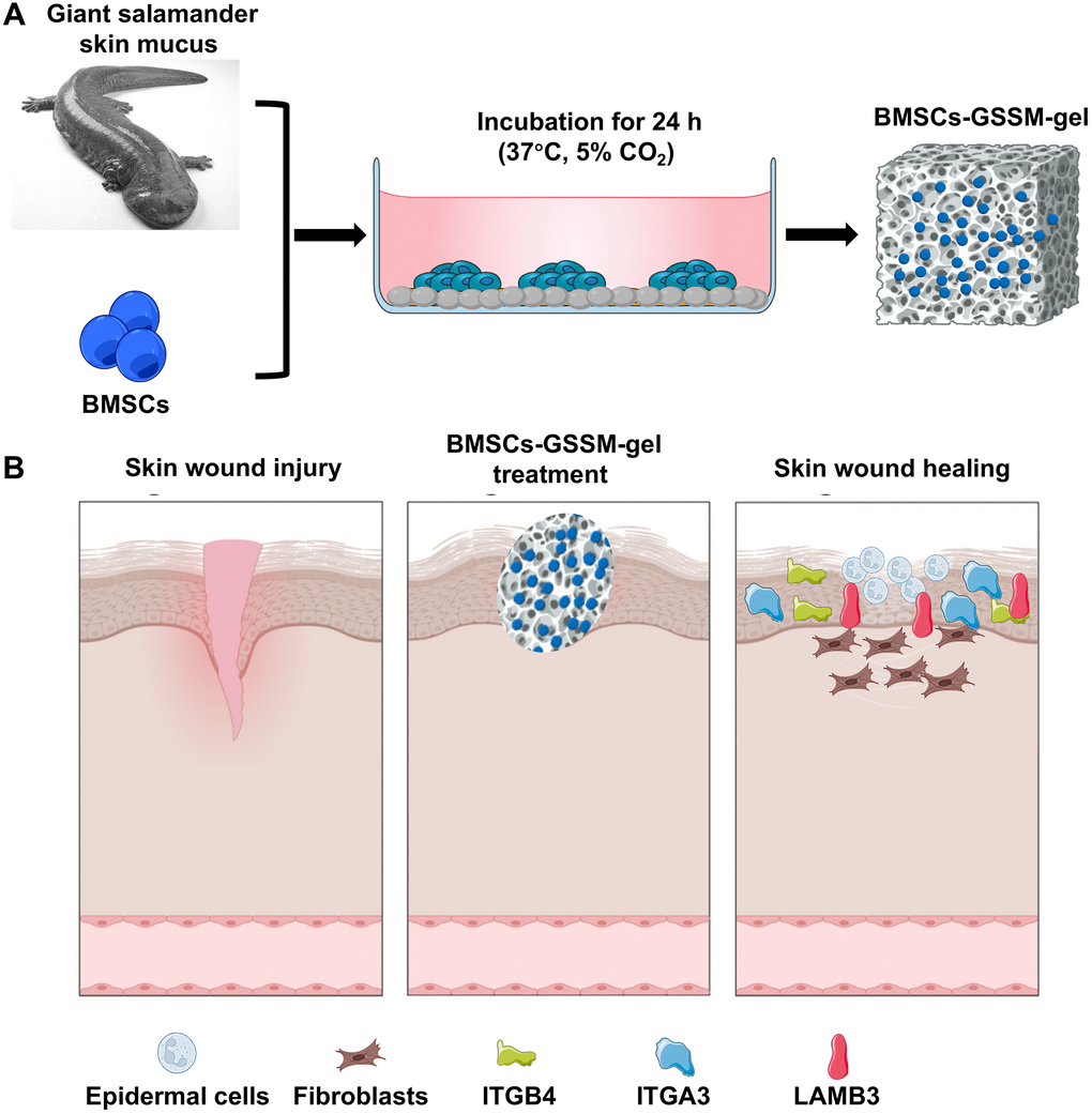 Improvement of skin wound healing by giant salamander skin mucus gel ...